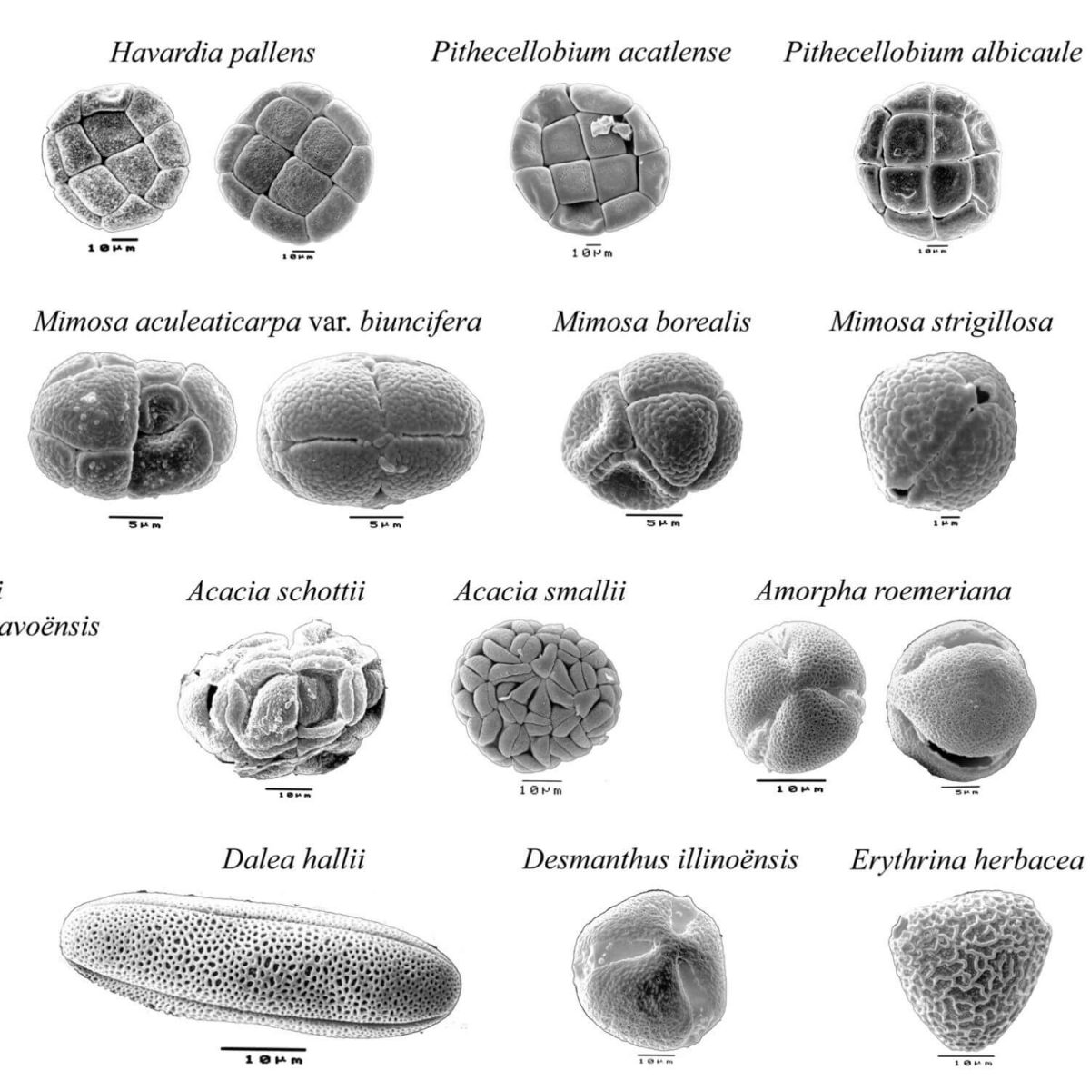 Scanning Electron Micrograph Pollen Identification Reference: Fabaceae ...