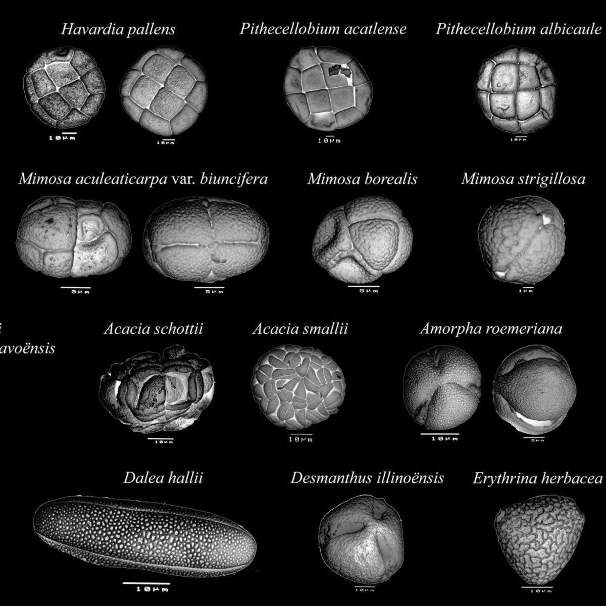 Scanning Electron Micrograph Pollen Identification Reference: Fabaceae ...