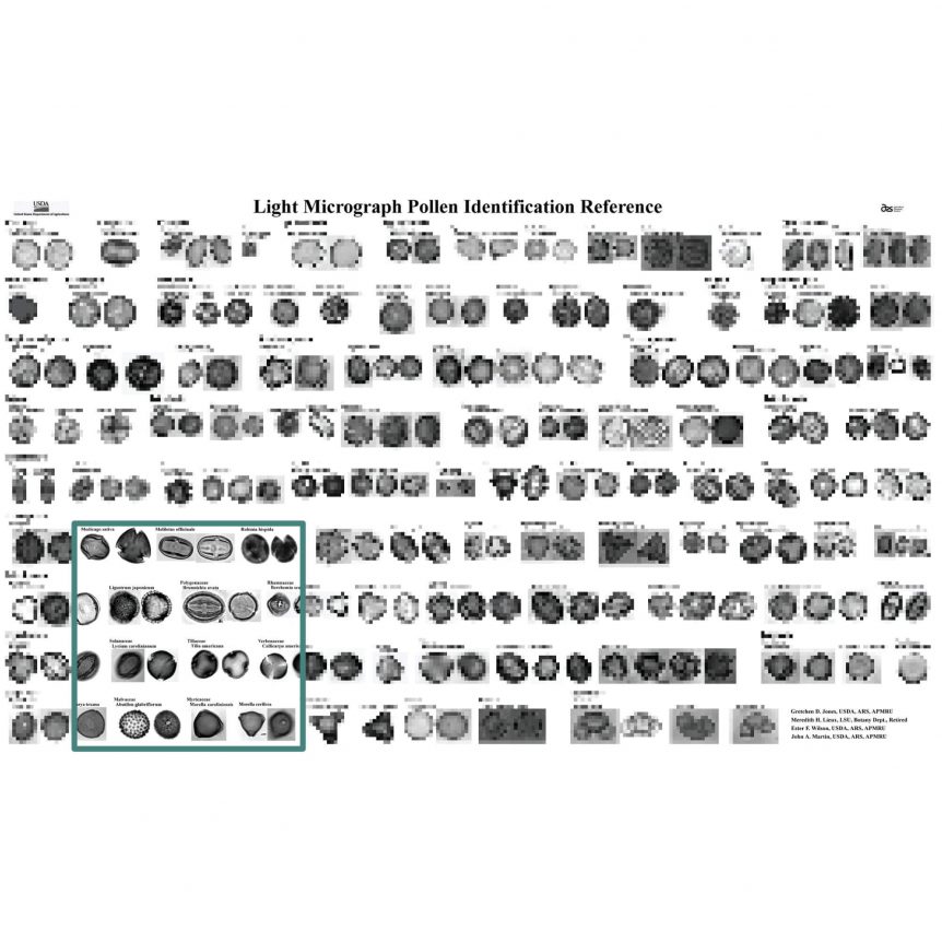 Light Micrograph Pollen Identification Reference: Aperture Types (PDF ...